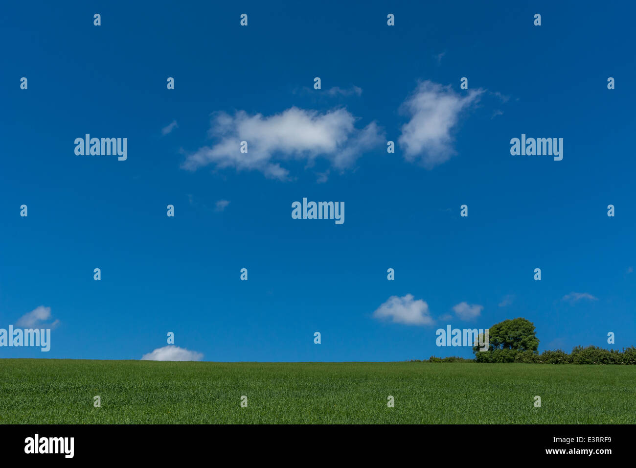 Green fields of England concept. Blue skies over field of growing ...