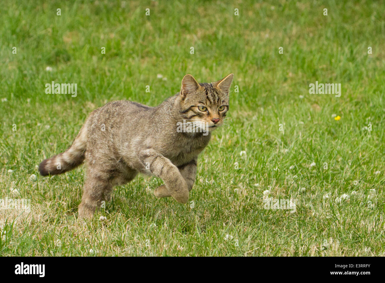 Scottish wildcat cat hi-res stock photography and images - Alamy