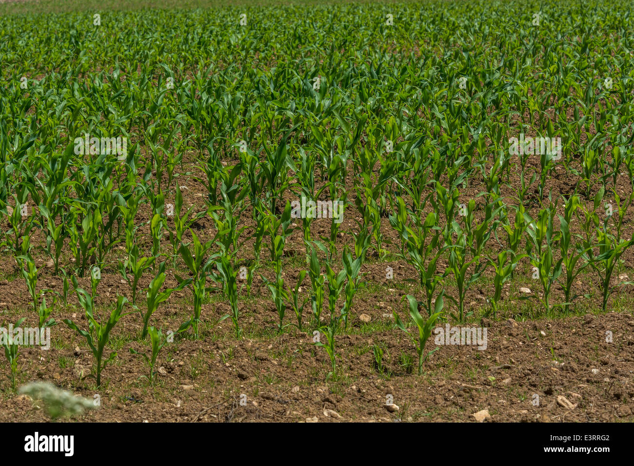 Rows of planted Sweetcorn / maize / Zea mays in early stages of growth ...