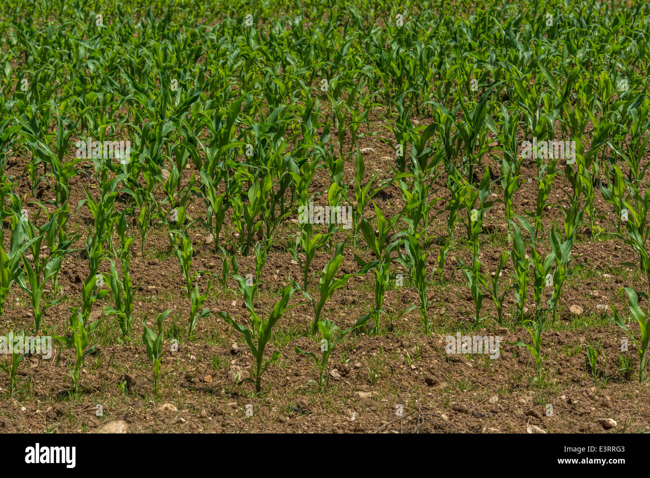 Rows of planted Sweetcorn / maize / Zea mays in early stages of growth ...