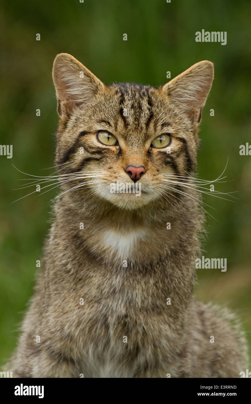 European Wildcat (Felis silvestris silvestris Stock Photo - Alamy