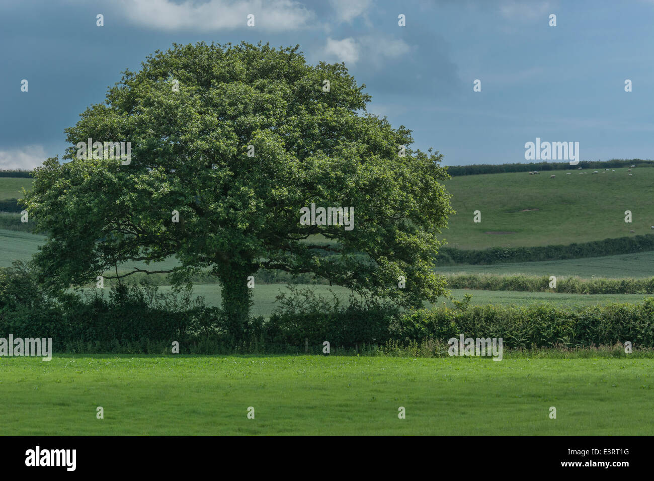 Green fields of England concept, with isolated oak hedgerow tree ...