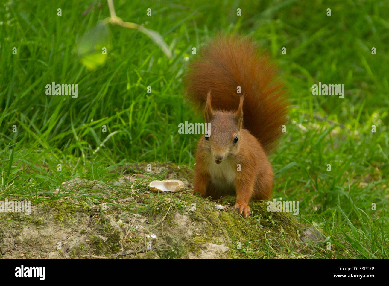 Eurasian red squirrel (Sciurus vulgaris Stock Photo - Alamy