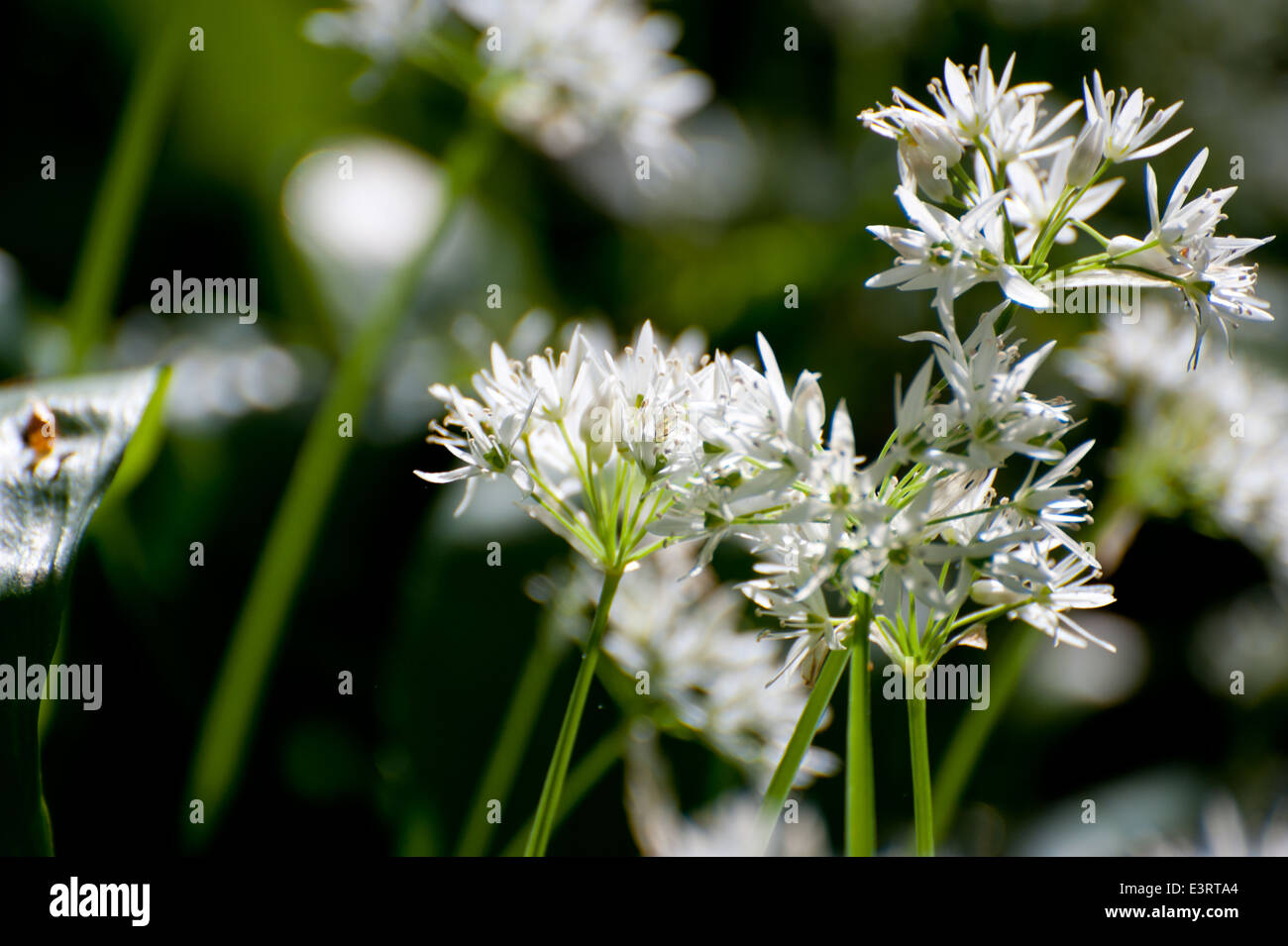 Wild garlic bloom in the park hi-res stock photography and images - Alamy