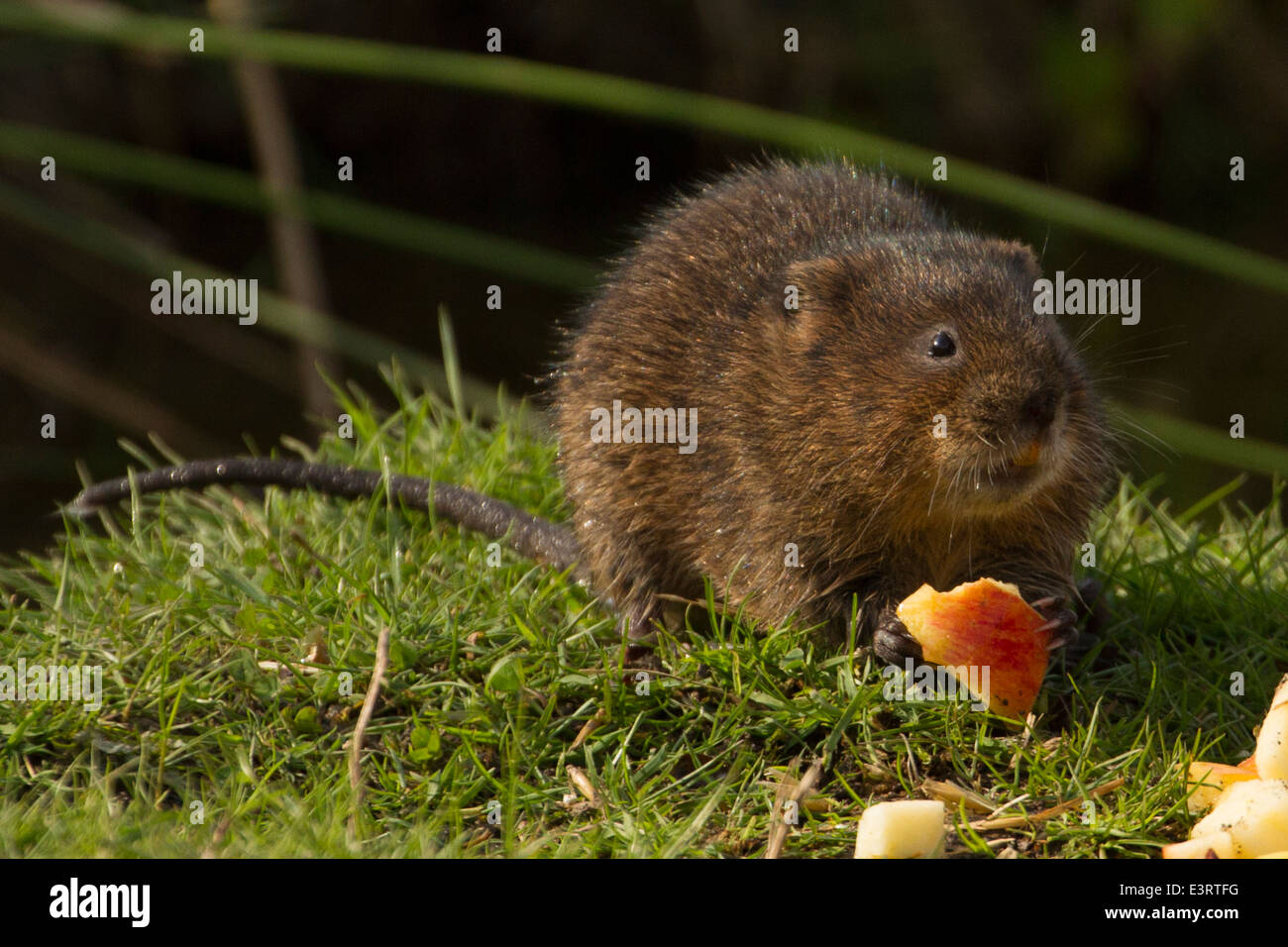 European Water Vole (Arvicola amphibius Stock Photo - Alamy