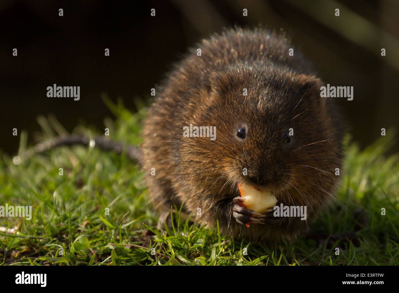 European Water Vole (Arvicola amphibius Stock Photo - Alamy