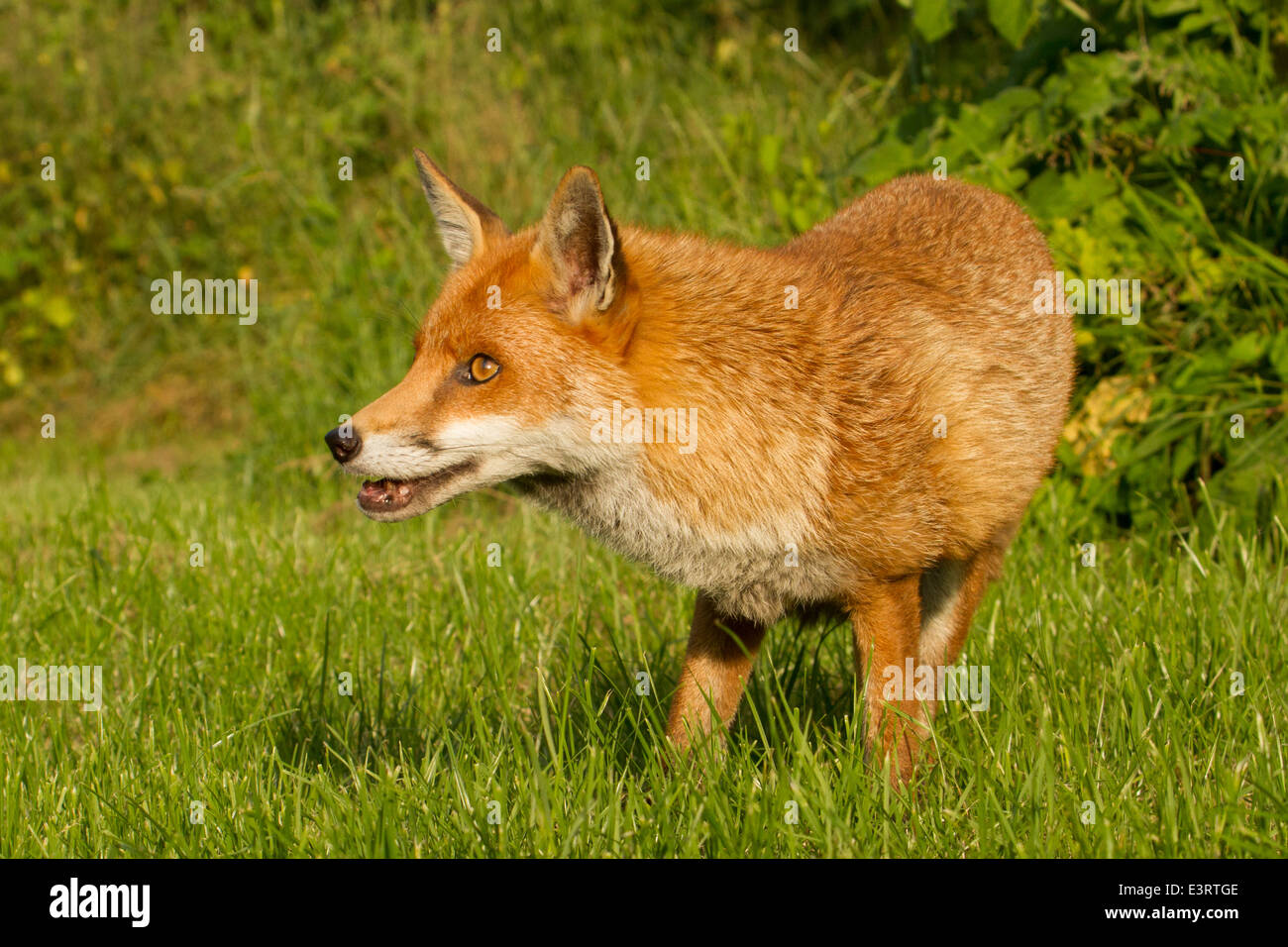 Vulpes red fox hi-res stock photography and images - Alamy
