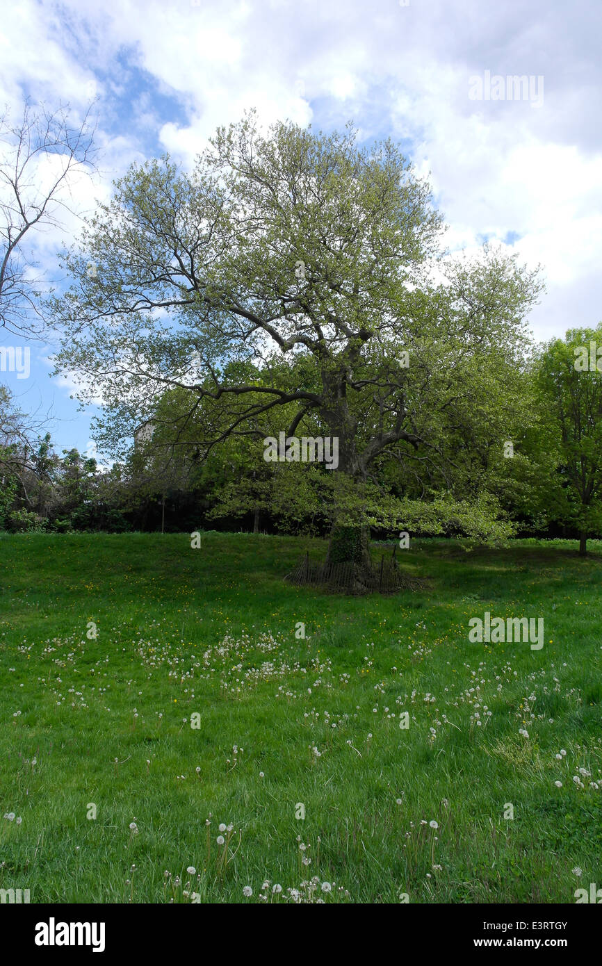 Leafing out for about the 125th time an ancient American Sycamore tree ...