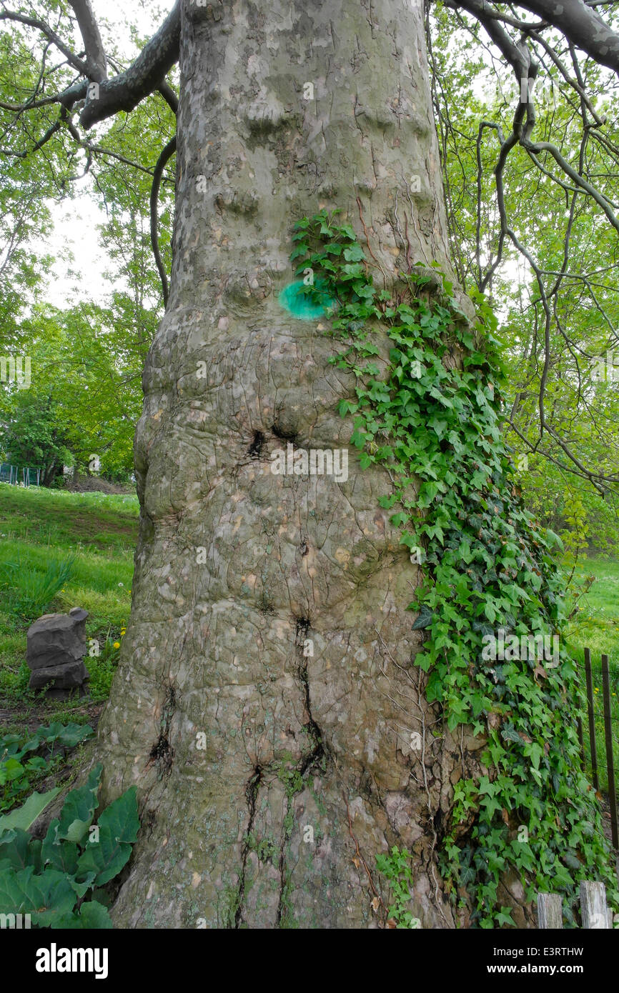 Green spot on trunk of 125 year old healthy American Sycamore tree ...