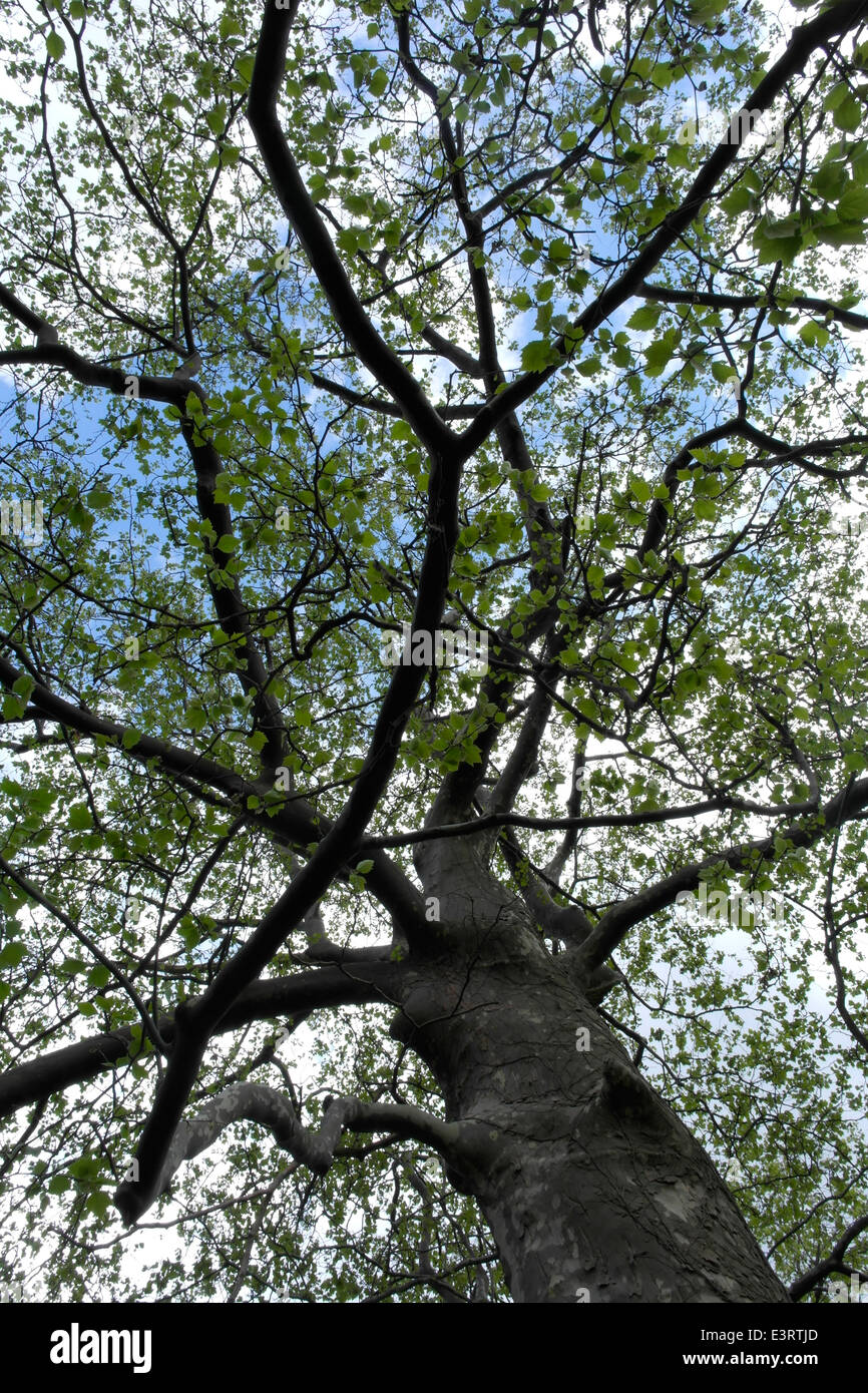Looking up through new spring leaves of 125 year old ancient American ...