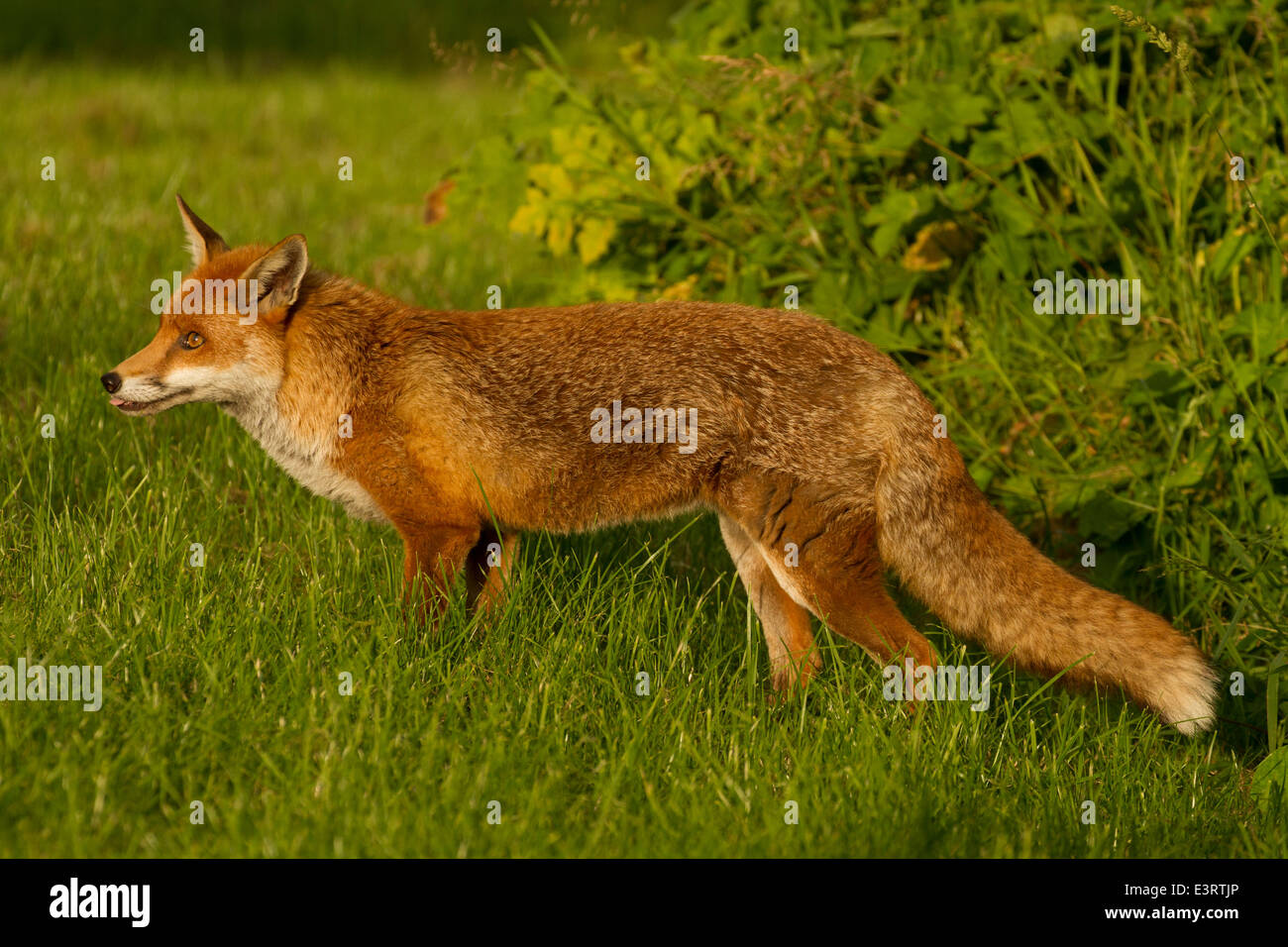 European Red Fox (Vulpes vulpes Stock Photo - Alamy