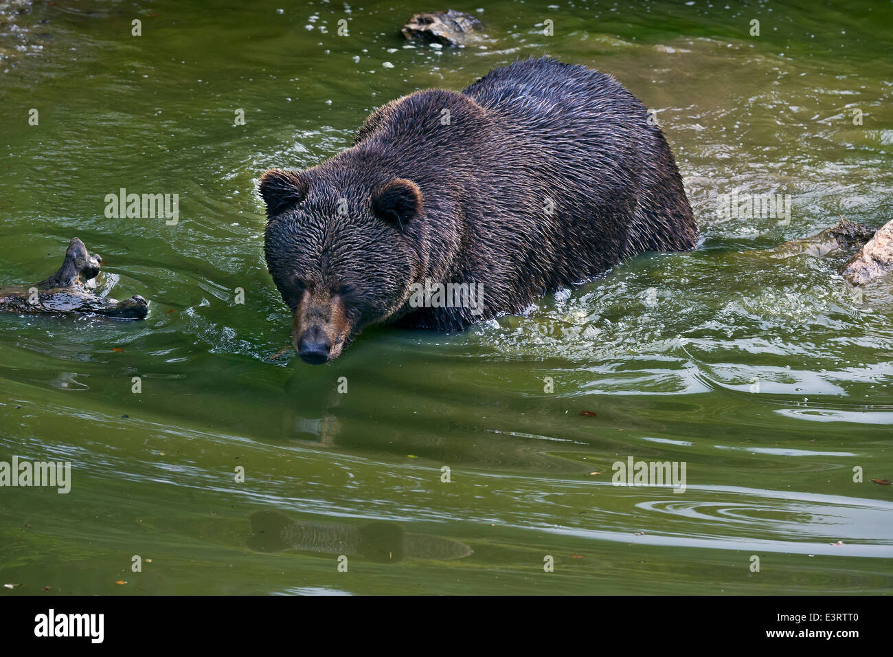 Germany, Bavarian forest, Bayerischer Wald NP, Brown Bear Stock Photo ...
