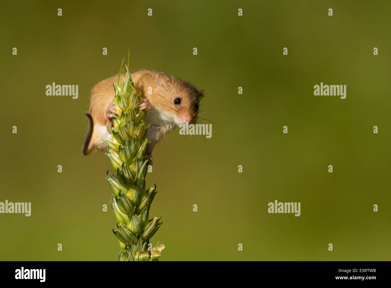 European Harvest Mouse (Micromys minutus Stock Photo - Alamy