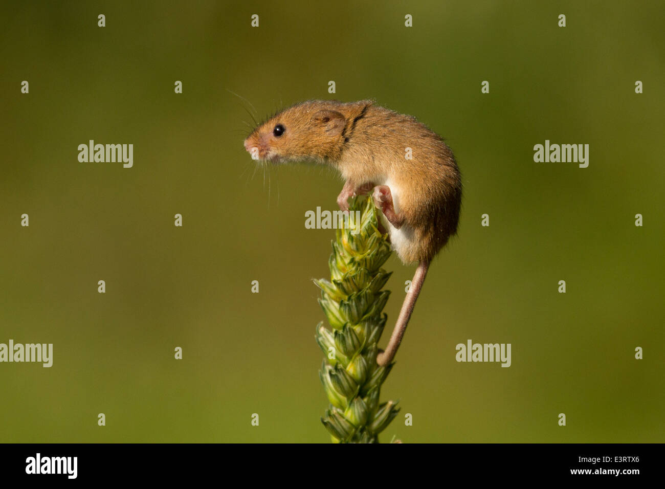 European Harvest Mouse (Micromys minutus Stock Photo - Alamy