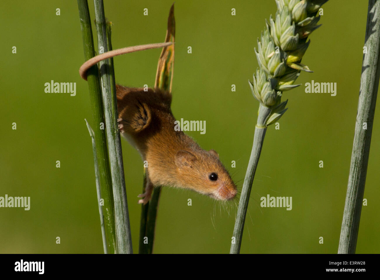 European Harvest Mouse (Micromys minutus Stock Photo - Alamy