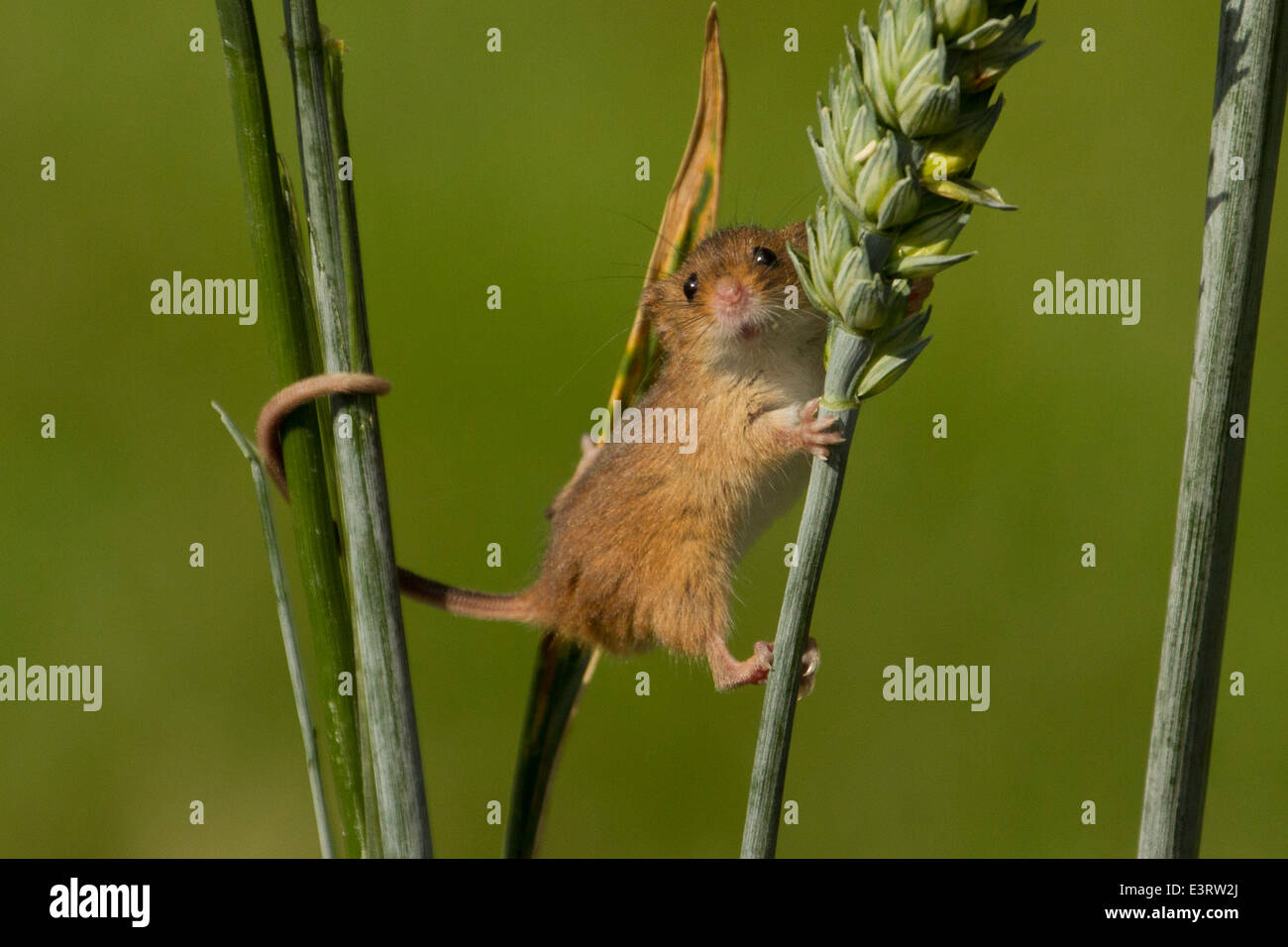 Harvest mouse hi-res stock photography and images - Alamy