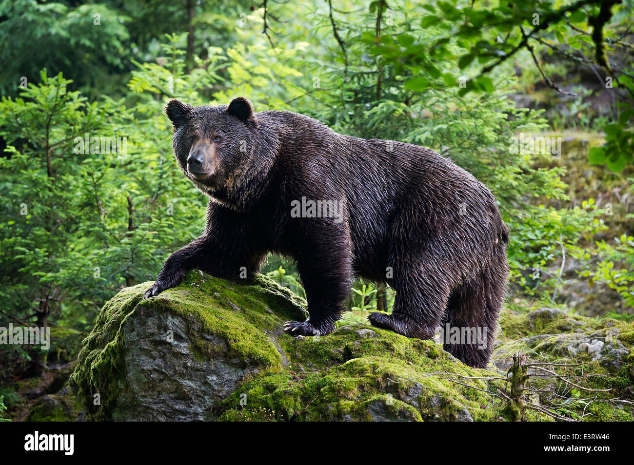 Germany, Bavarian forest, Bayerischer Wald NP, male Brown Bear Stock ...