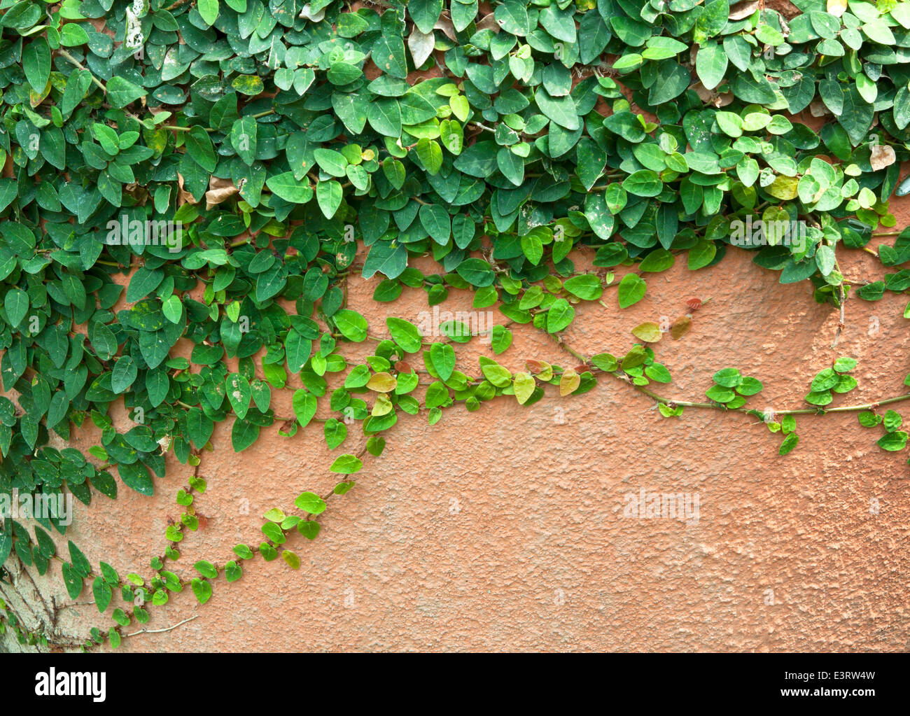 Creeper architecture park wall hi-res stock photography and images - Alamy