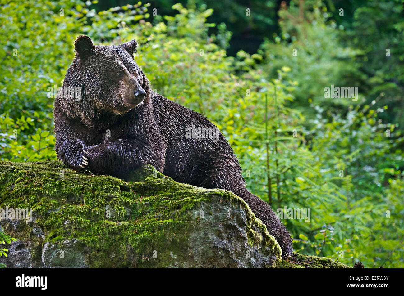 Germany, Bayerischer Wald NP, a male Brown Bear Stock Photo - Alamy