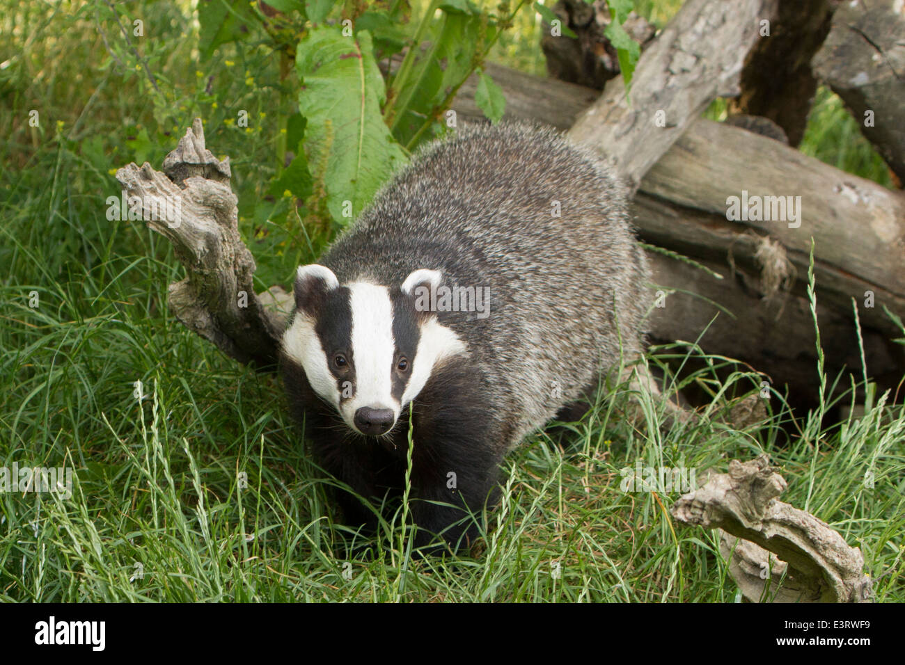 European Badger (Meles meles Stock Photo - Alamy