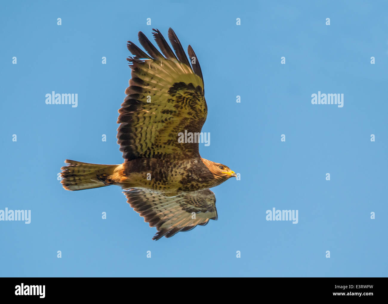 Buzzard flight hi-res stock photography and images - Alamy