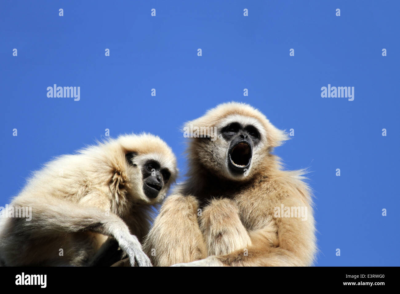Gibbons High Resolution Stock Photography and Images - Alamy