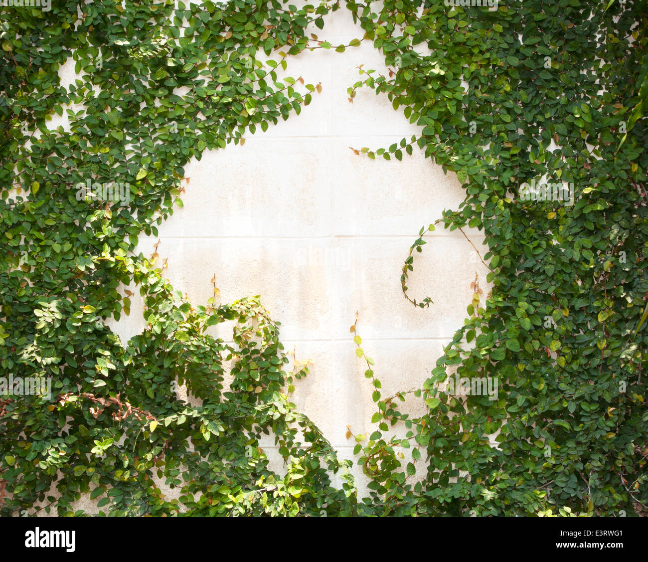 Creeper architecture park wall hi-res stock photography and images - Alamy