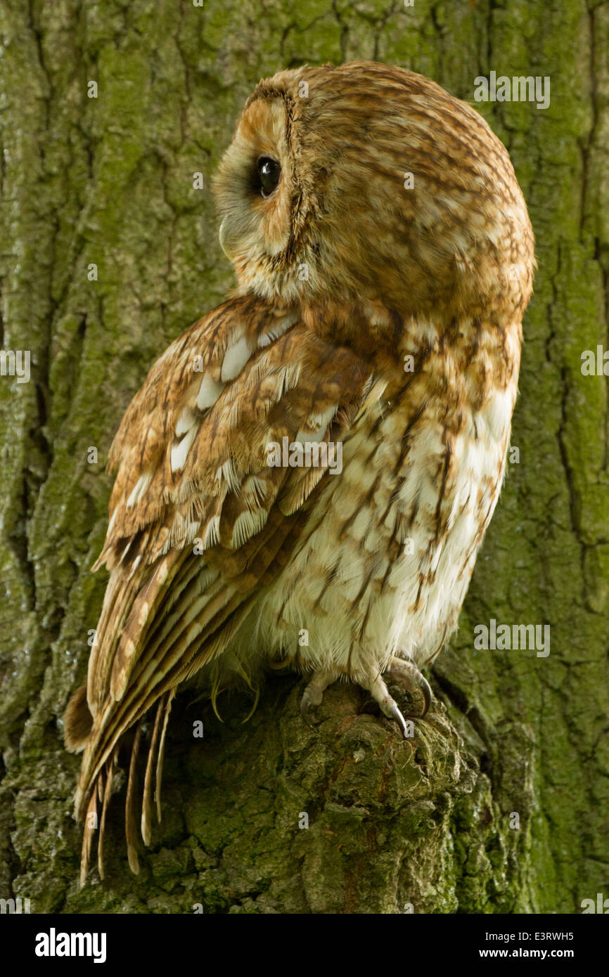 Tawny Owl (Strix aluco Stock Photo - Alamy
