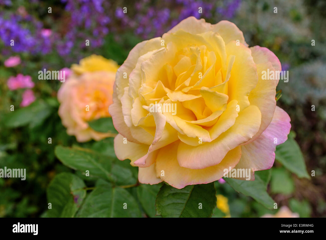 Yellow rose growing in an English garden, Kent, UK Stock Photo - Alamy