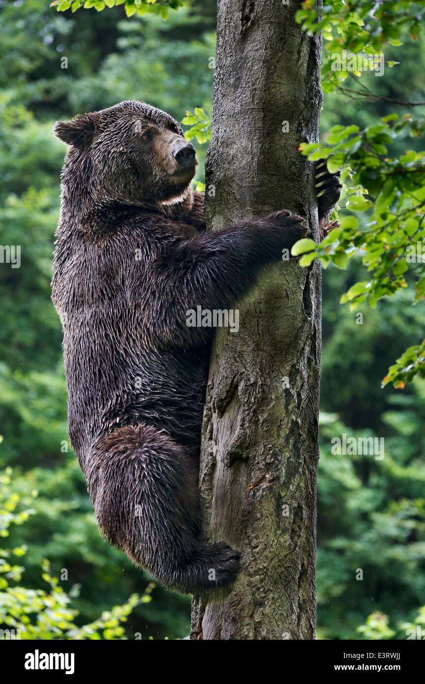 Germany, Bayerischer Wald NP, male Brown Bear climbing up a tree Stock ...