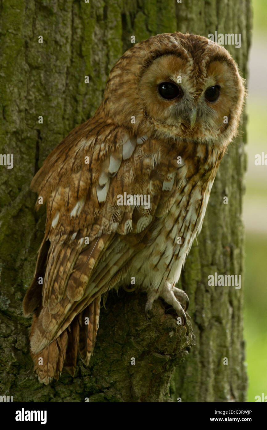 Tawny Owl (Strix aluco Stock Photo - Alamy