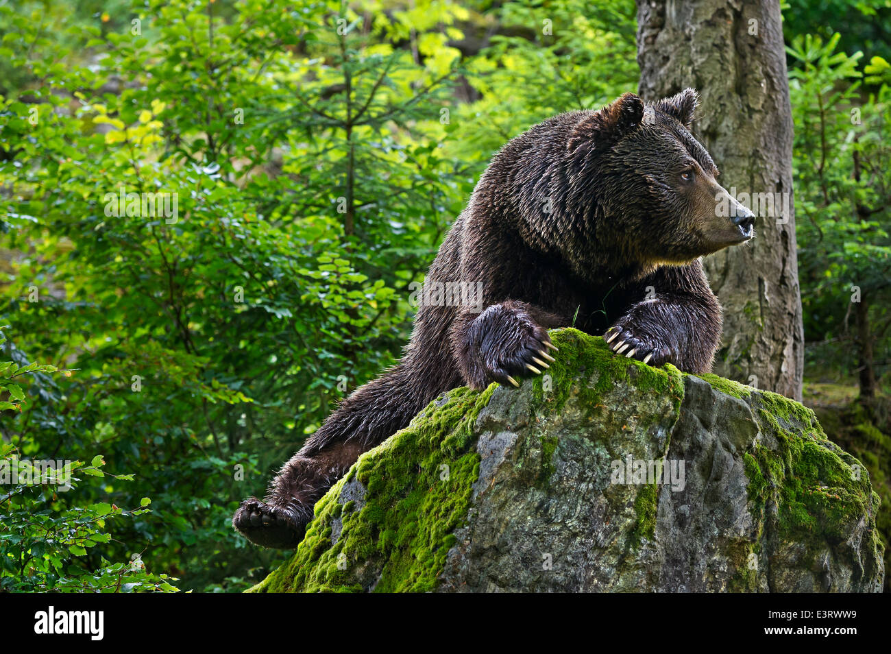 Germany, Bayerischer Wald NP, male Brown Bear Stock Photo - Alamy