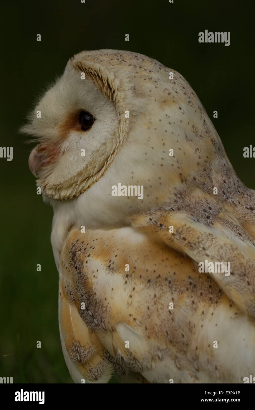 Barn Owl (Tyto alba Stock Photo - Alamy