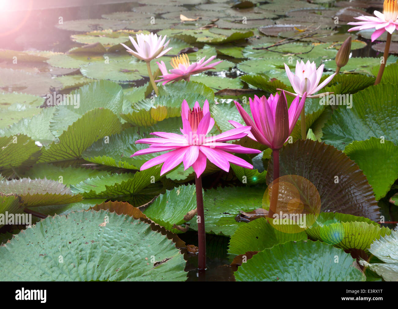 Abstract lotus flowers hi-res stock photography and images - Alamy