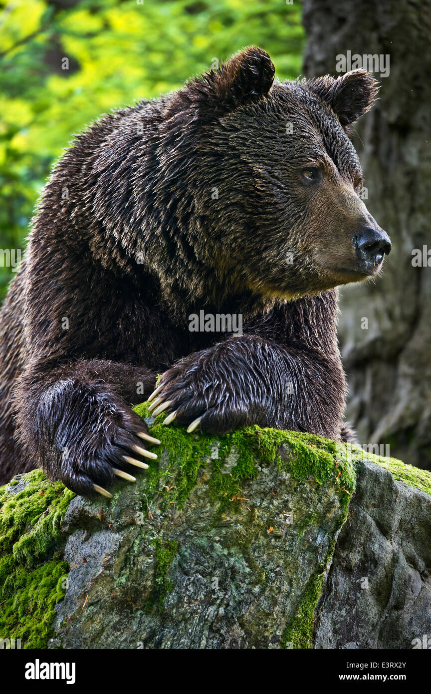 Germany, Bayerischer Wald NP, male Brown Bear Stock Photo - Alamy