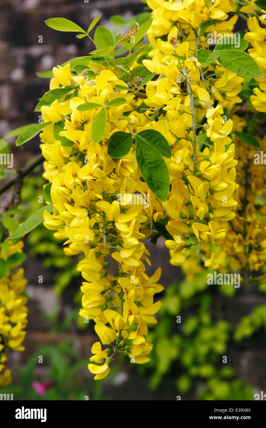 Racemes hang from a common laburnum (laburnum anagyroides), or golden ...