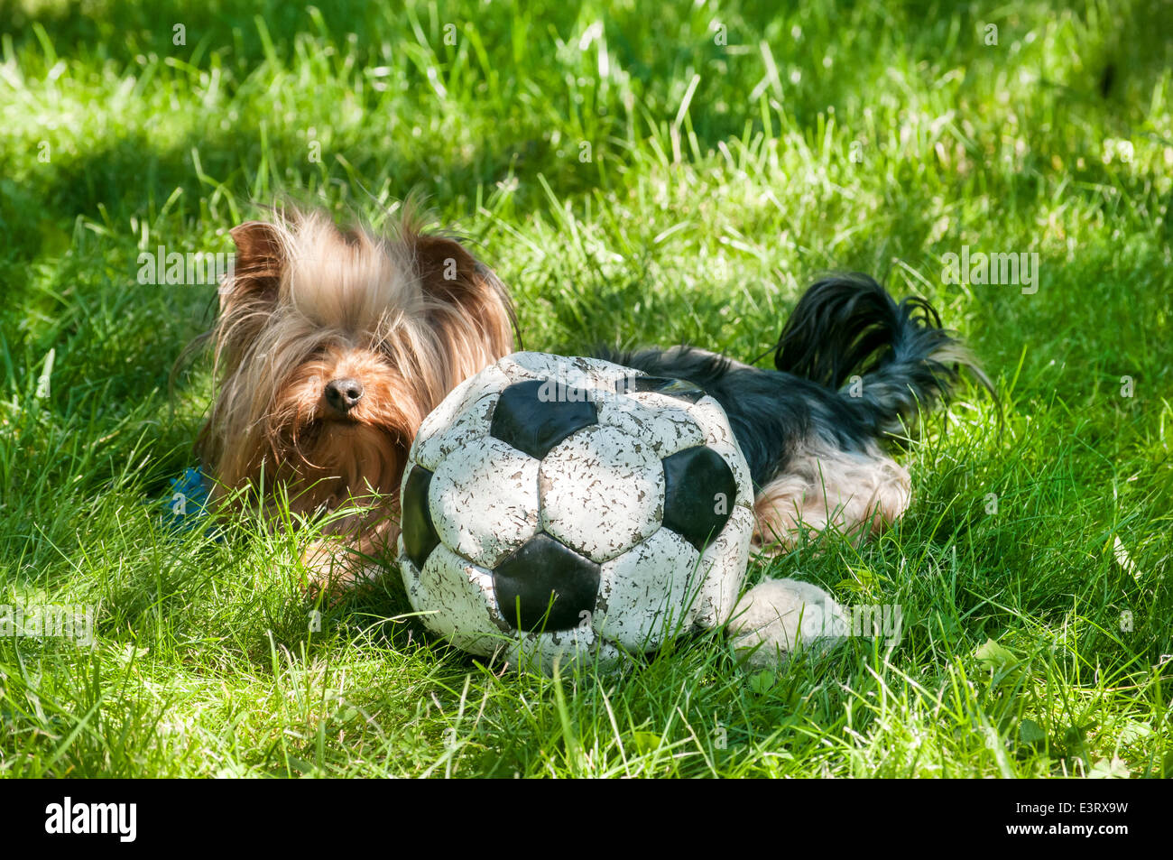 Football pet hi-res stock photography and images - Alamy