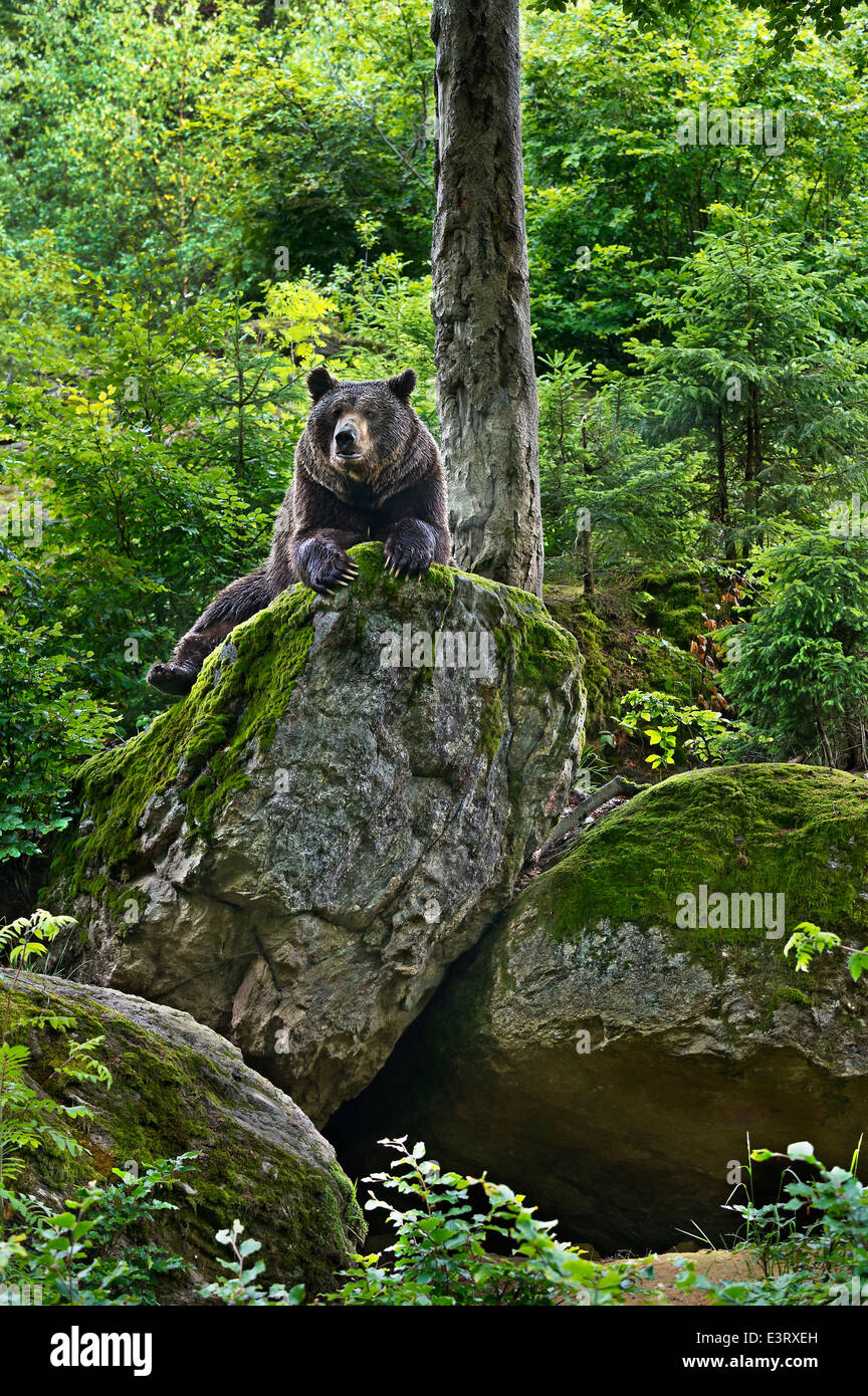 Brown bear lying down on a rock hi-res stock photography and images - Alamy