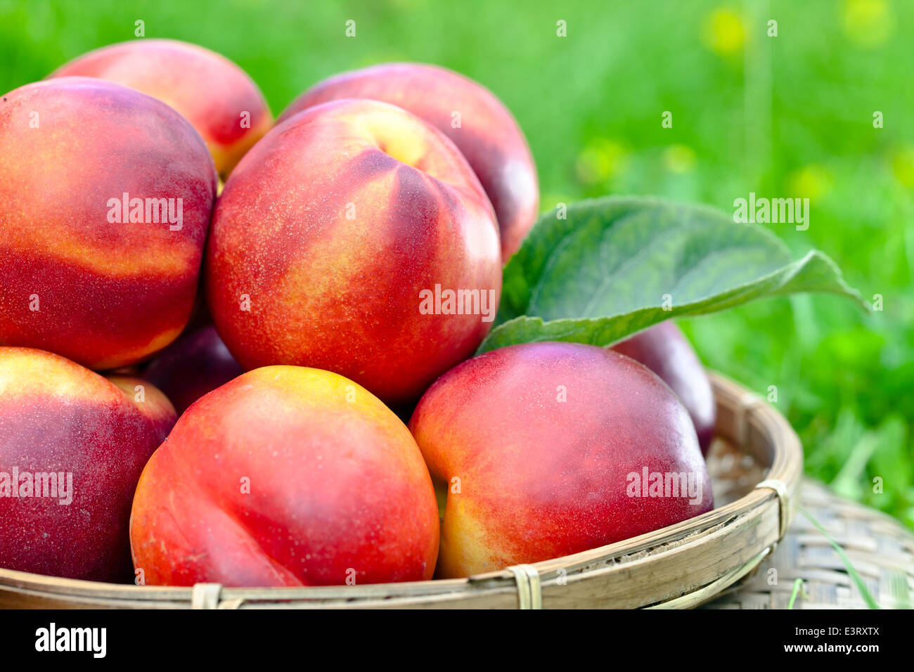 ripe nectarines on a grass in garden Stock Photo - Alamy