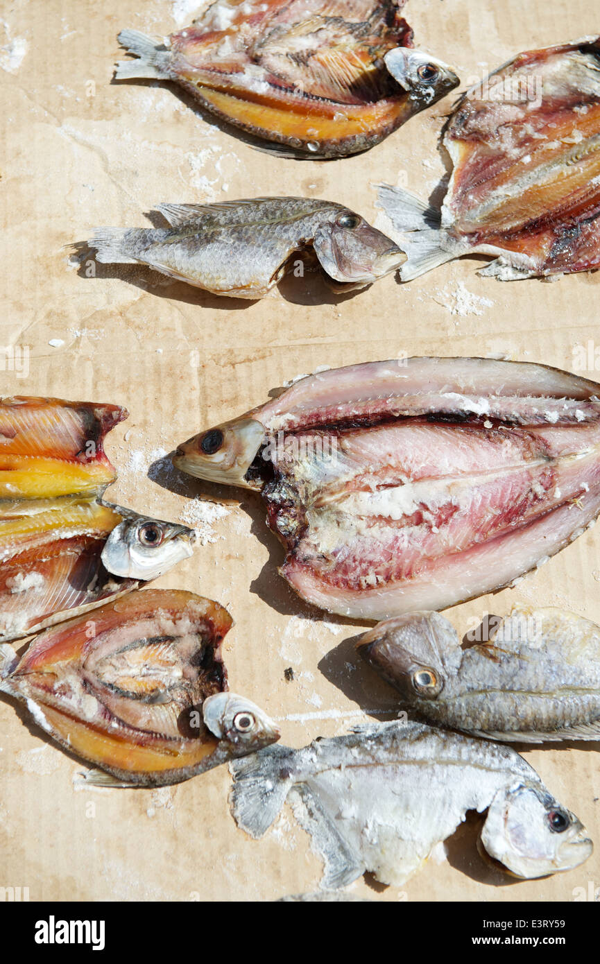 Salted fish drying on cardboard in the sun Nordeste Brazil Stock Photo ...