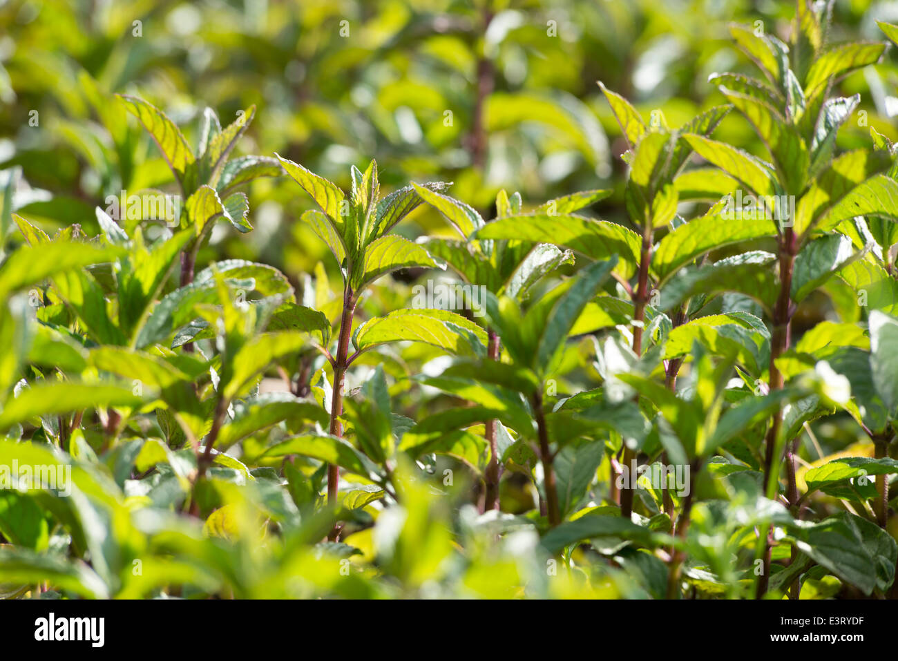 Peppermint growing in a garden in Oregon's Wallowa Valley Stock Photo ...