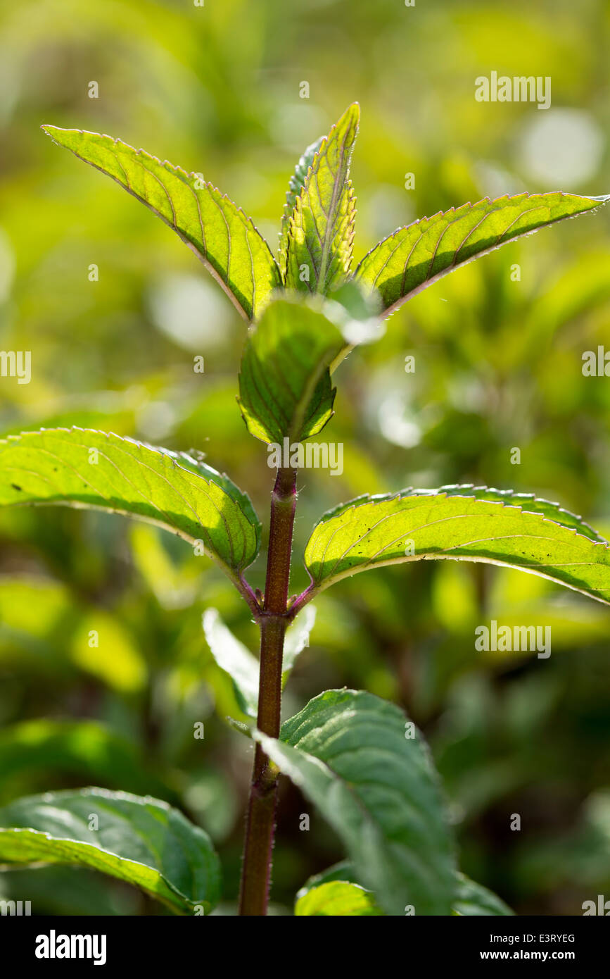 Peppermint leaves plant hi-res stock photography and images - Alamy