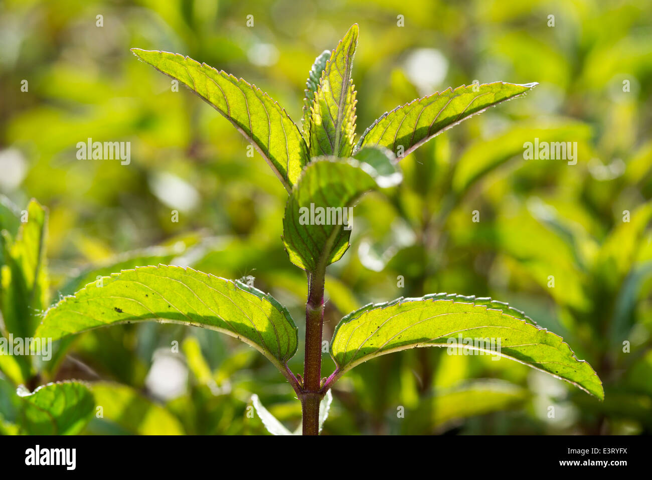 Peppermint growing in a garden in Oregon's Wallowa Valley Stock Photo ...