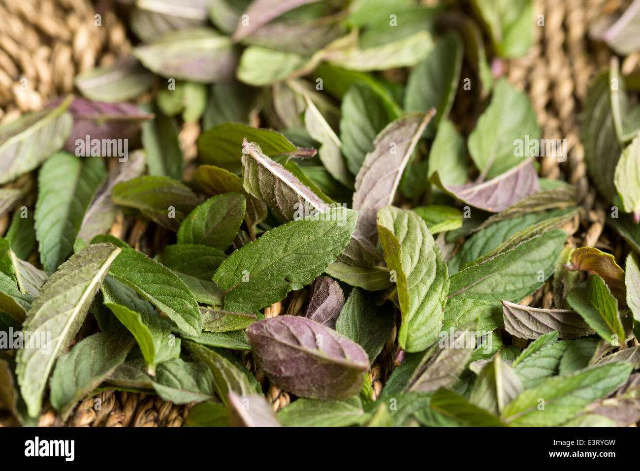 Freshly harvested peppermint leaves in a basket, Oregon Stock Photo - Alamy