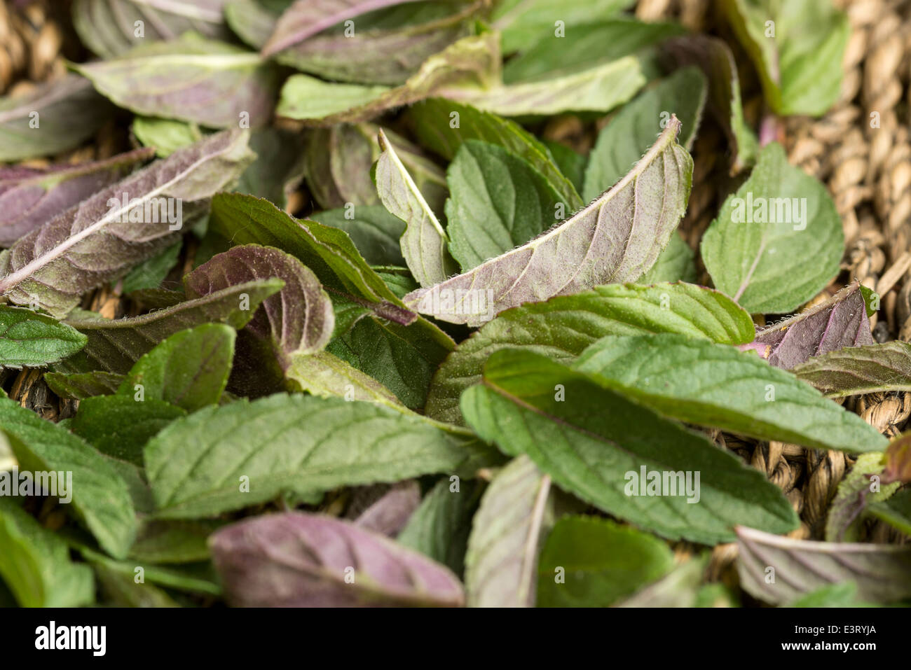 Freshly harvested peppermint leaves in a basket, Oregon Stock Photo - Alamy