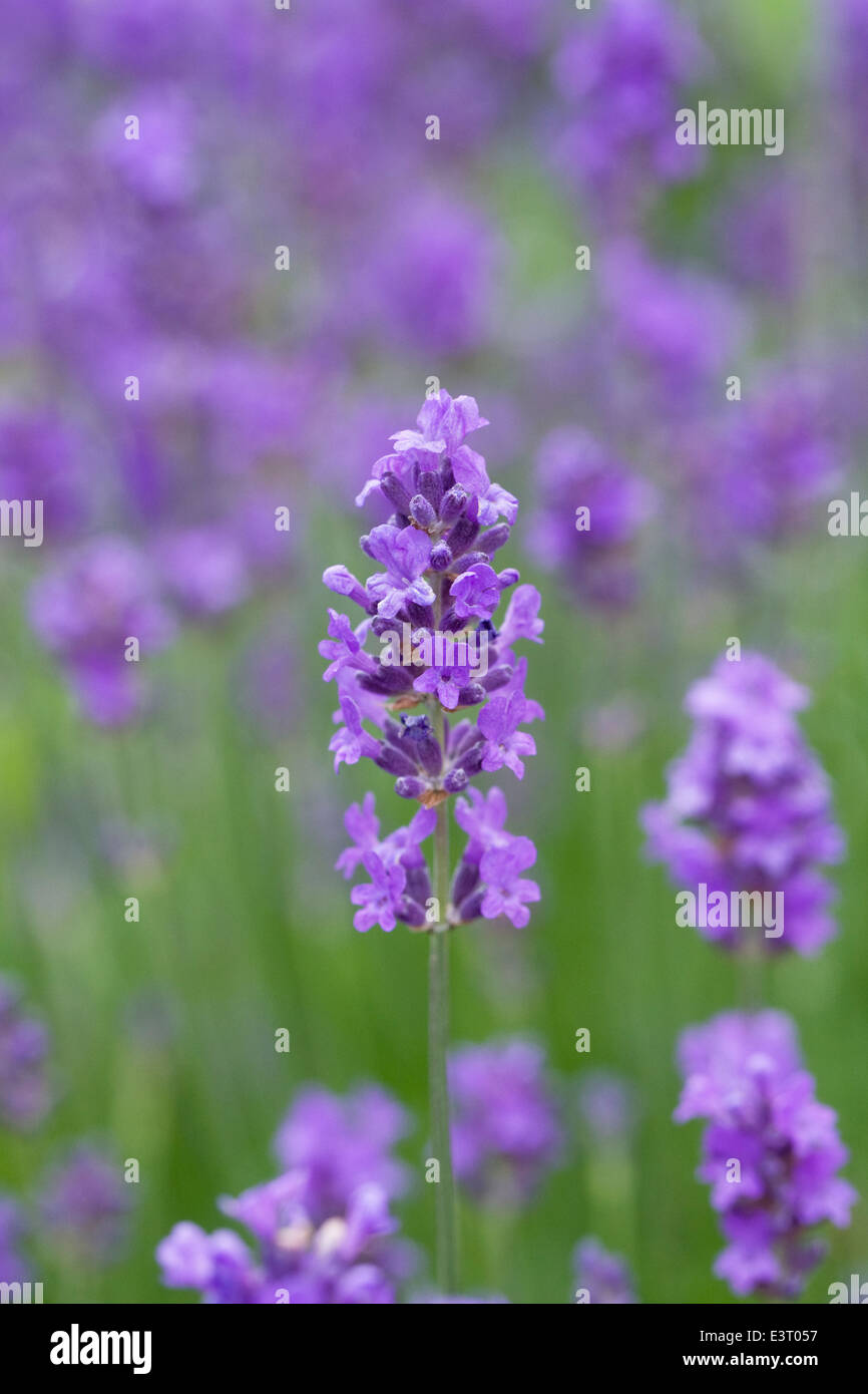 Lavandula flowers. Lavender growing in an English garden Stock Photo ...