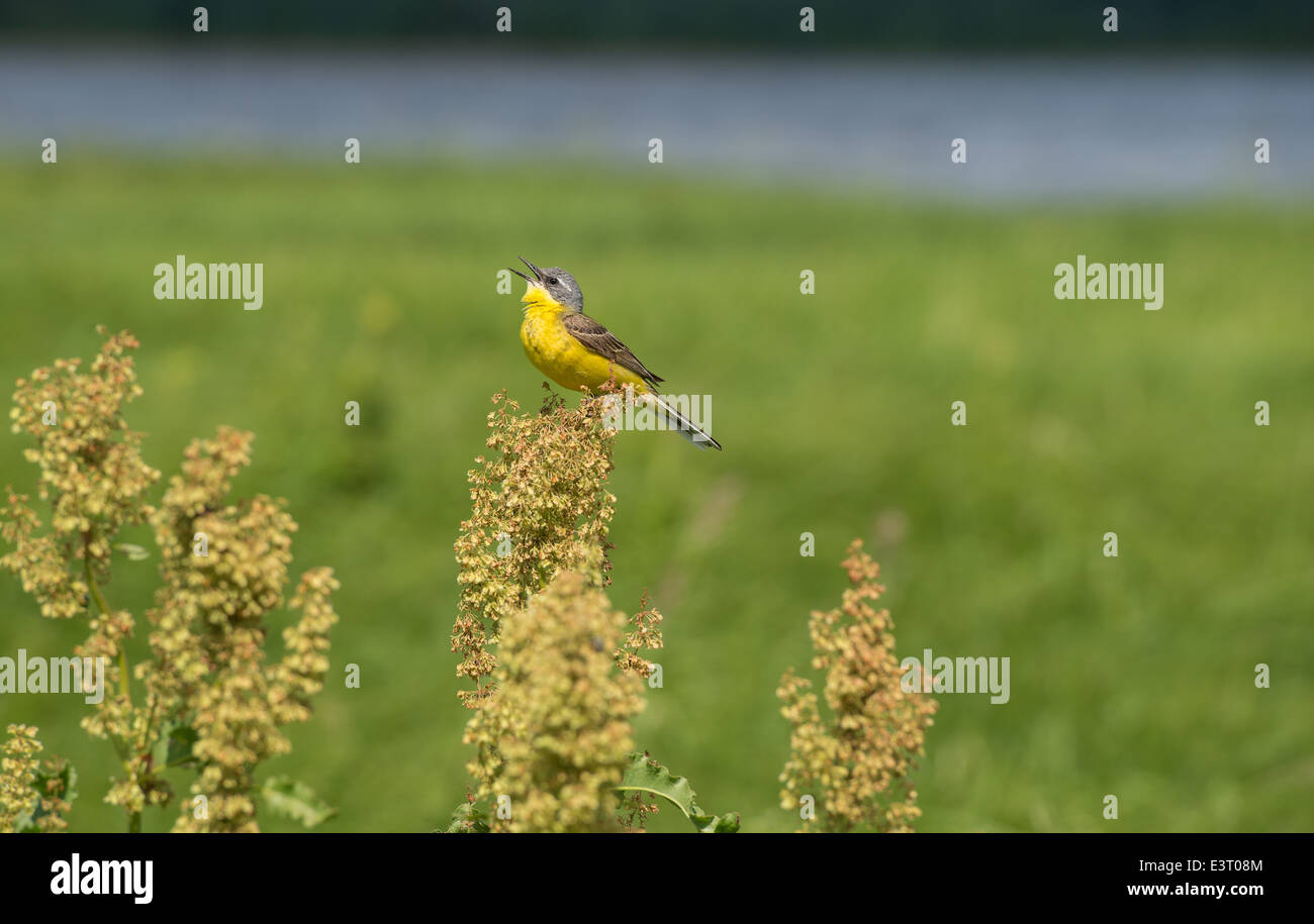 Singing Yellow Wagtail Stock Photo - Alamy