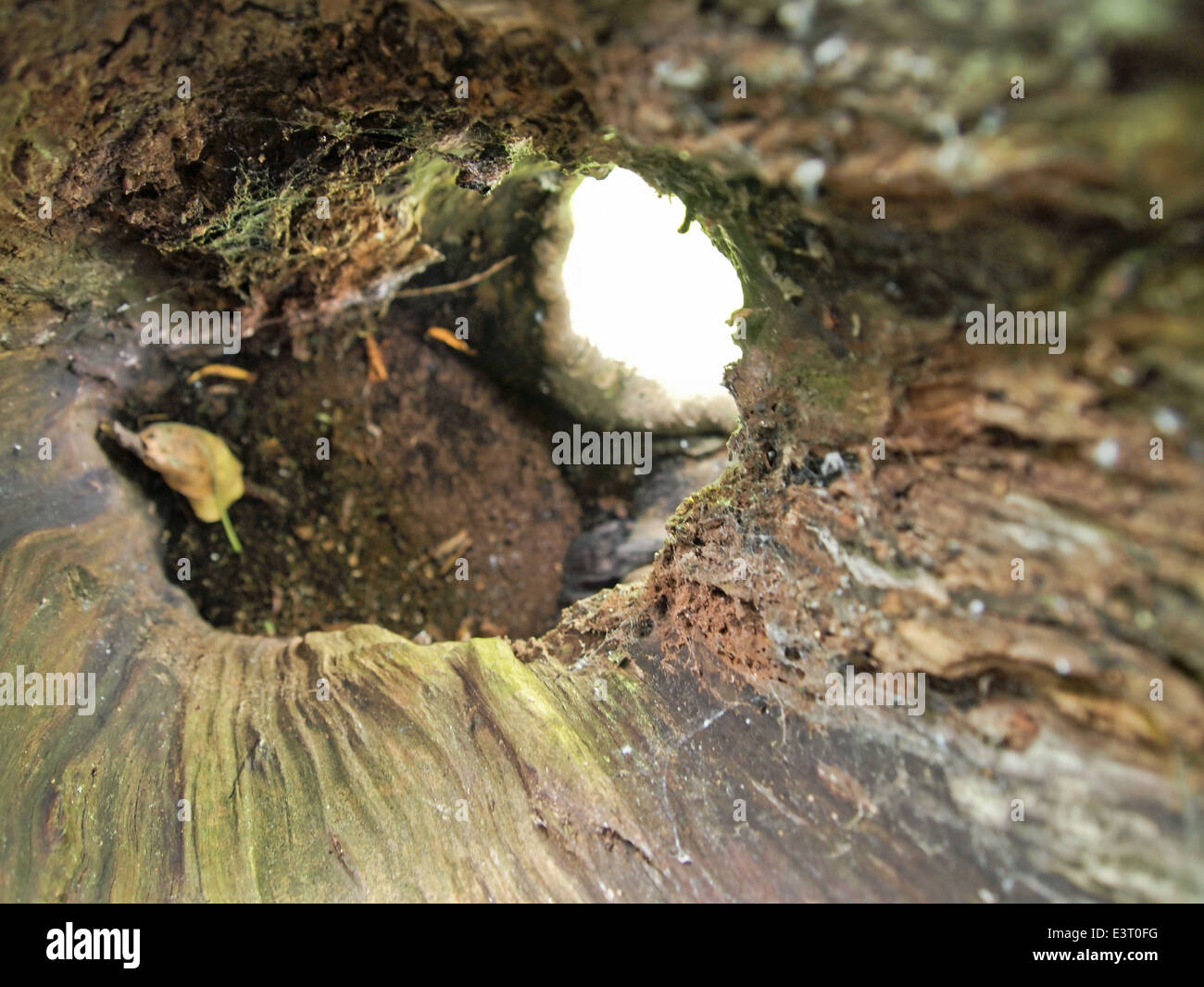 Rotted tree hi-res stock photography and images - Alamy