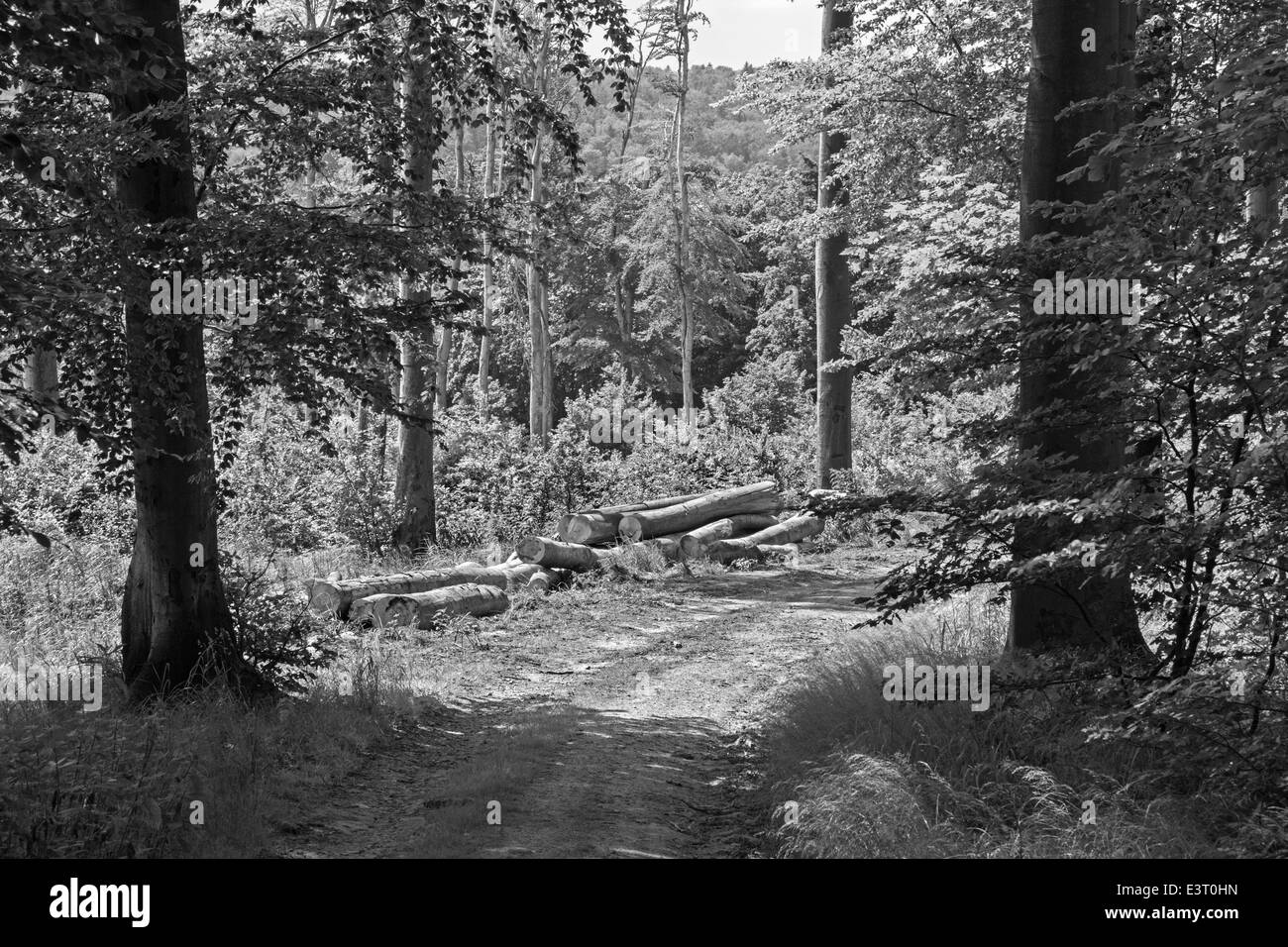 way in spring forest in Little Carpathian - Slovakia Stock Photo - Alamy