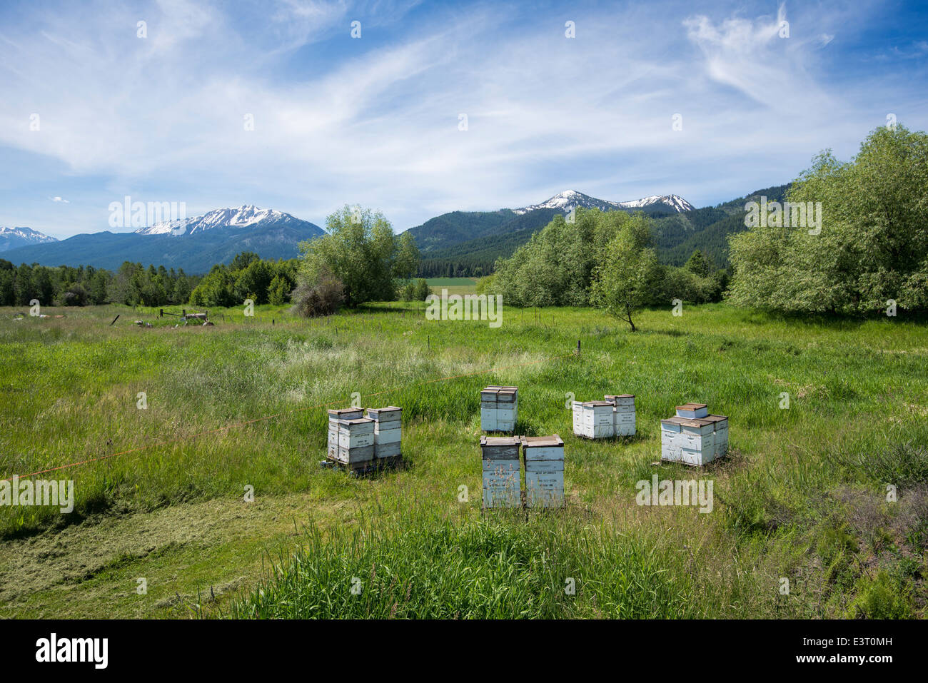 Beehives on a farm in Oregon's Wallowa Valley Stock Photo - Alamy